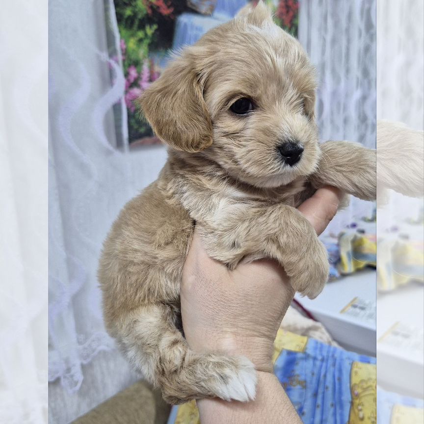 Мальтипу, щенок