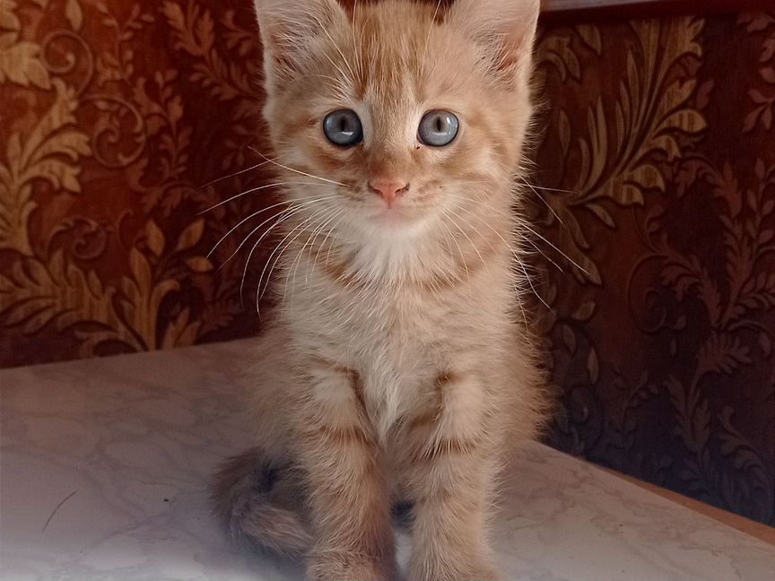 Котёнок