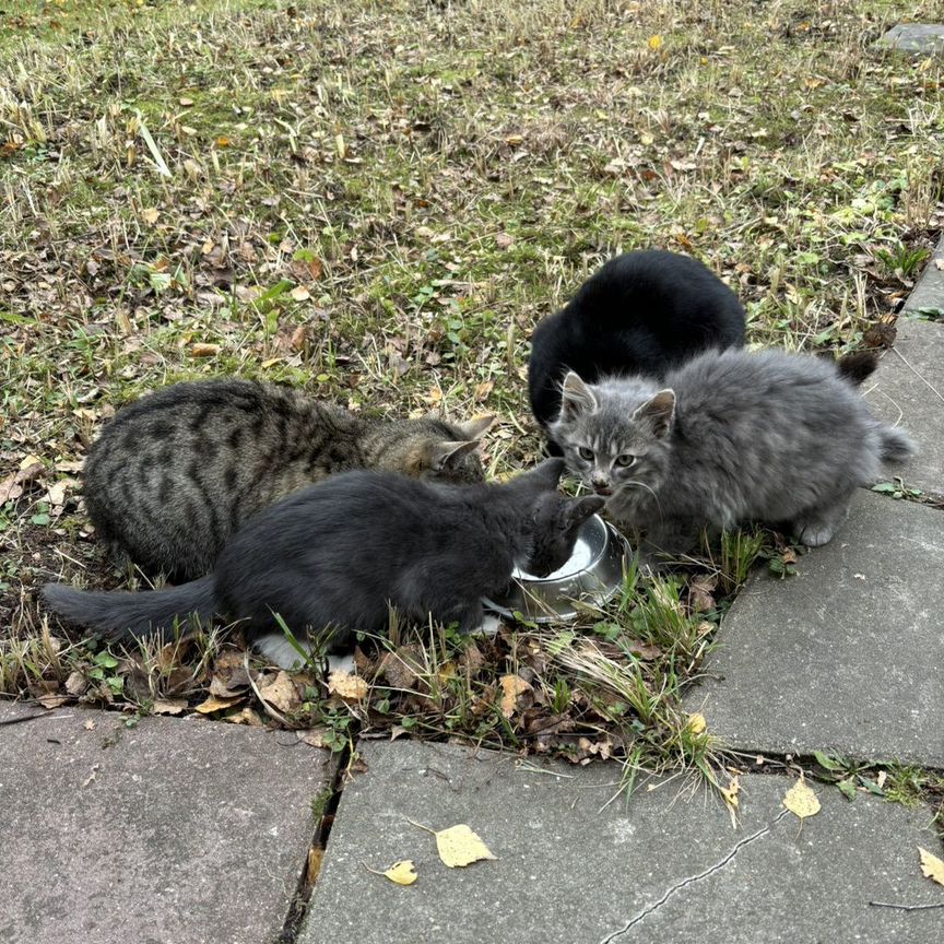 Котята в добрые руки бесплатно