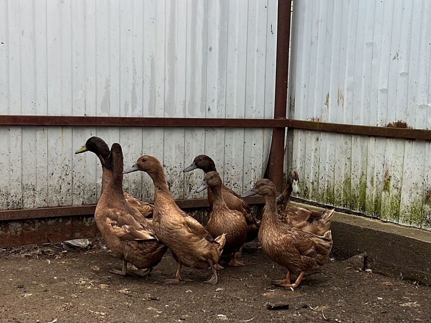 Утки Хаки Кэмпбелл