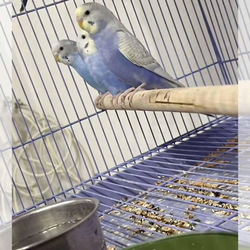 Попугай Волнистый