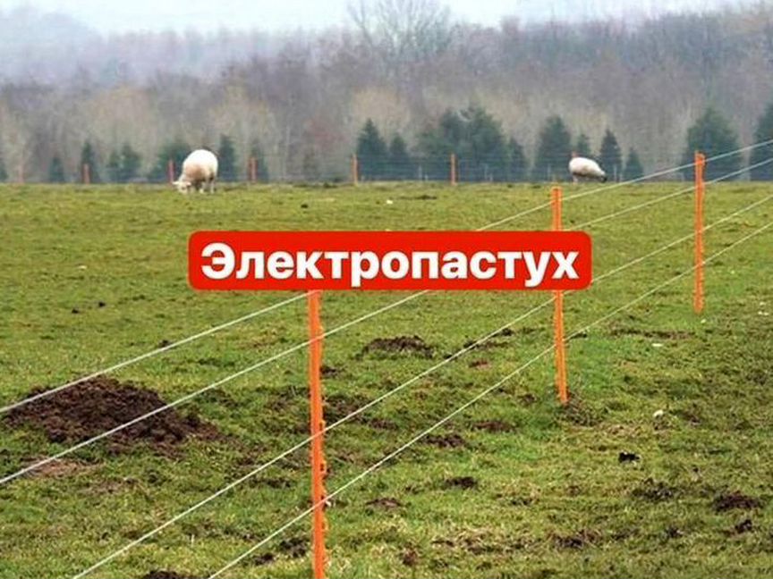 Электропастух для молочных крс и телят