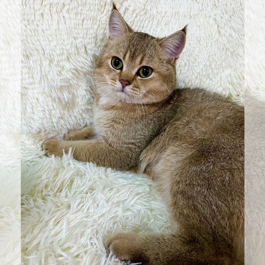 Британский кот вязка