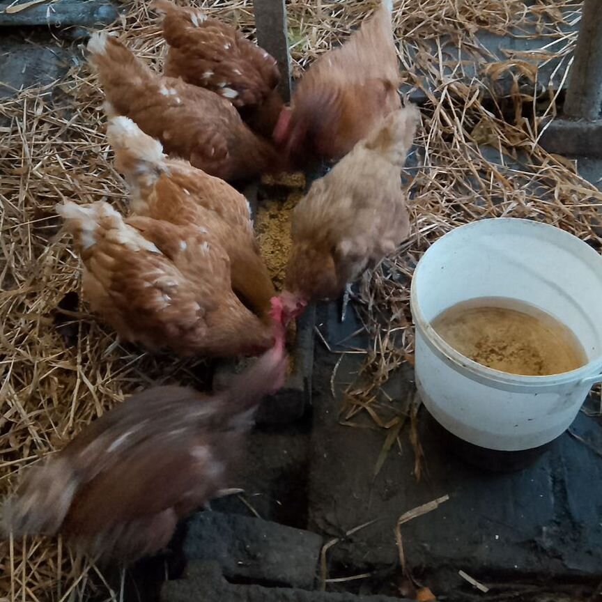 Куры несушки