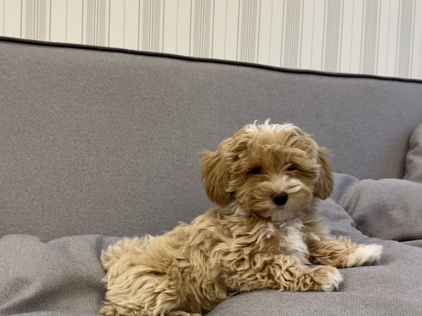 Мальтипу Ф1 мини