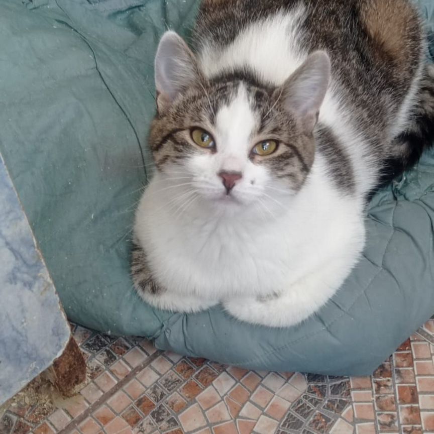 Котенок с грустной судьбой в добрые руки
