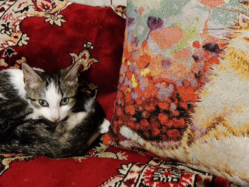 Кротко-нежно-ласковый котёнок Тихон