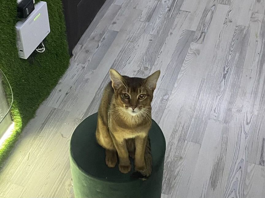 Абесинский кот