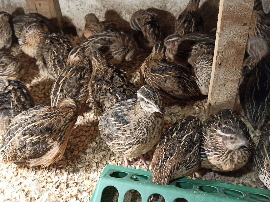 Перепела. Продажа