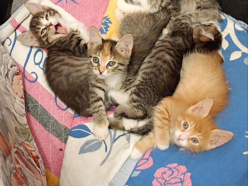 Котята в добрые руки бесплатно