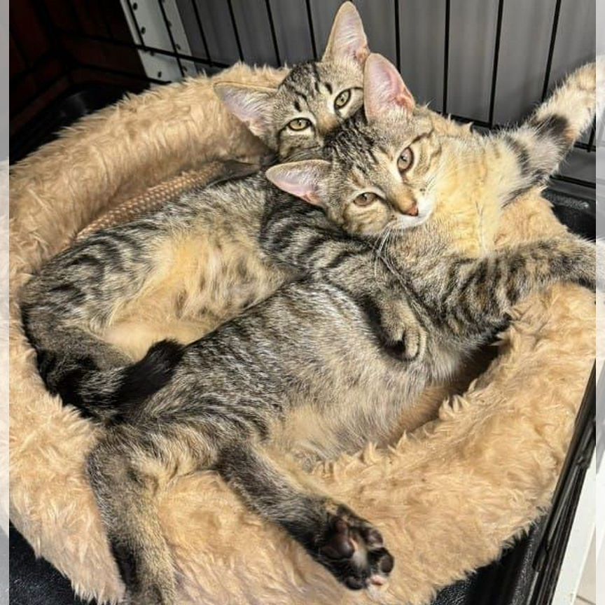 Котята - неразлучники в поисках дома (4мес)