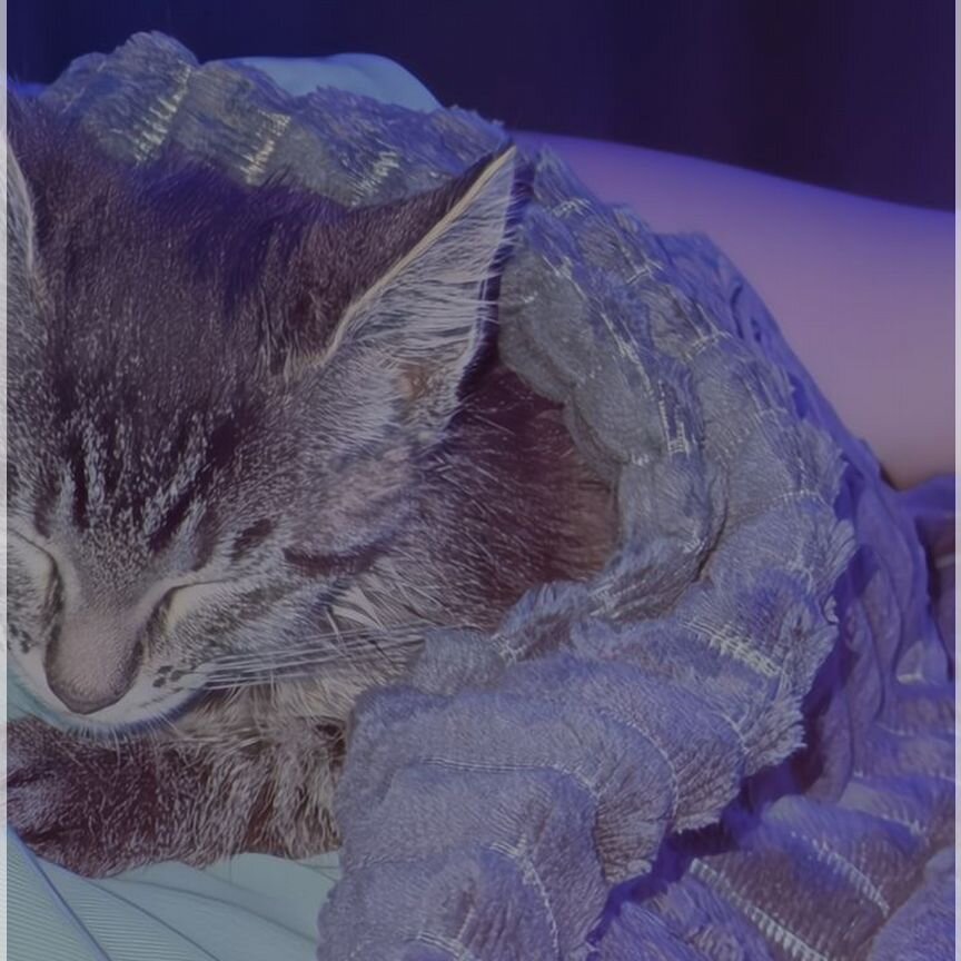 Мейн-кун котёнок