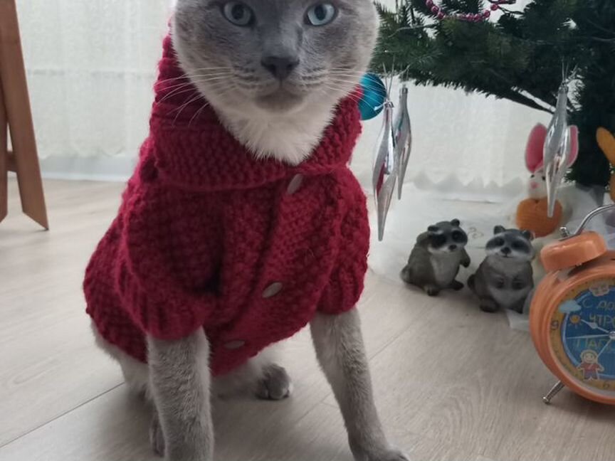 Кофта для котика / собачки