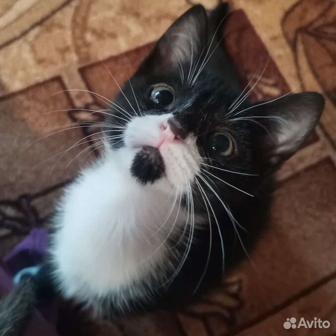 Котёнок 2,5 мес