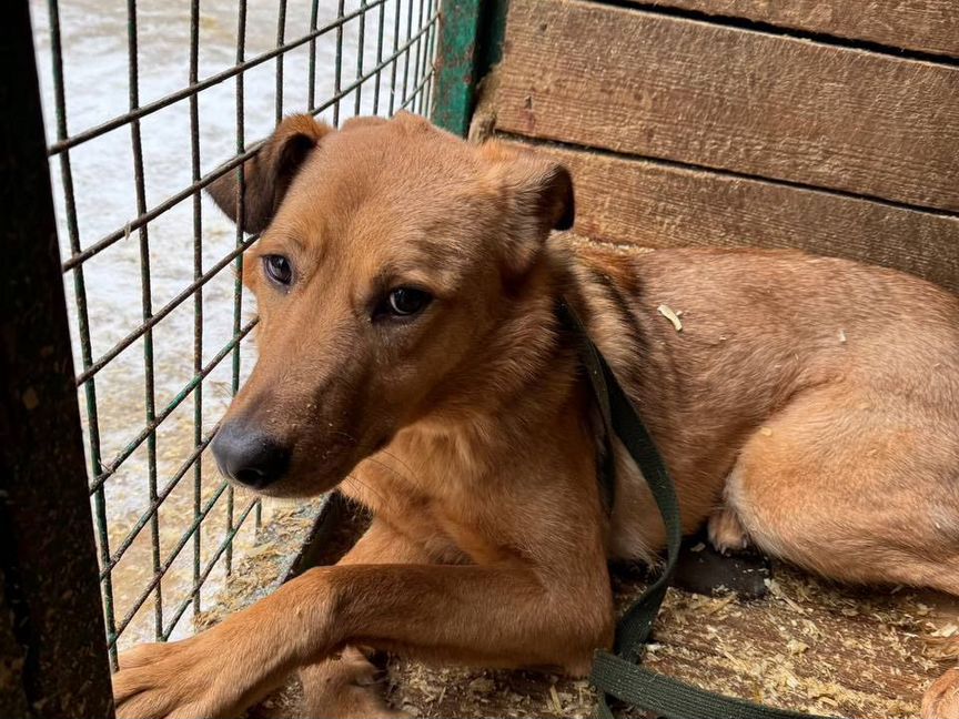 Молодая собака из приюта мечтает о доме