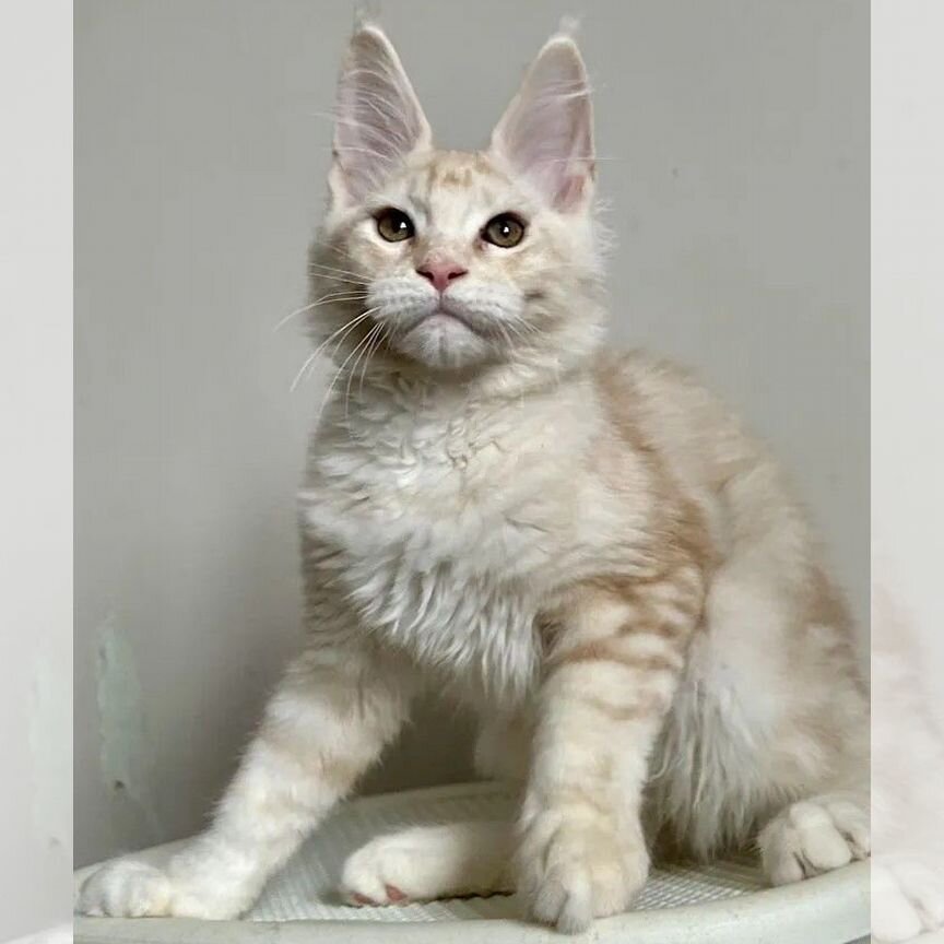 Кот мейн-кун