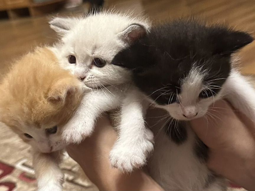 Котята в добрые руки