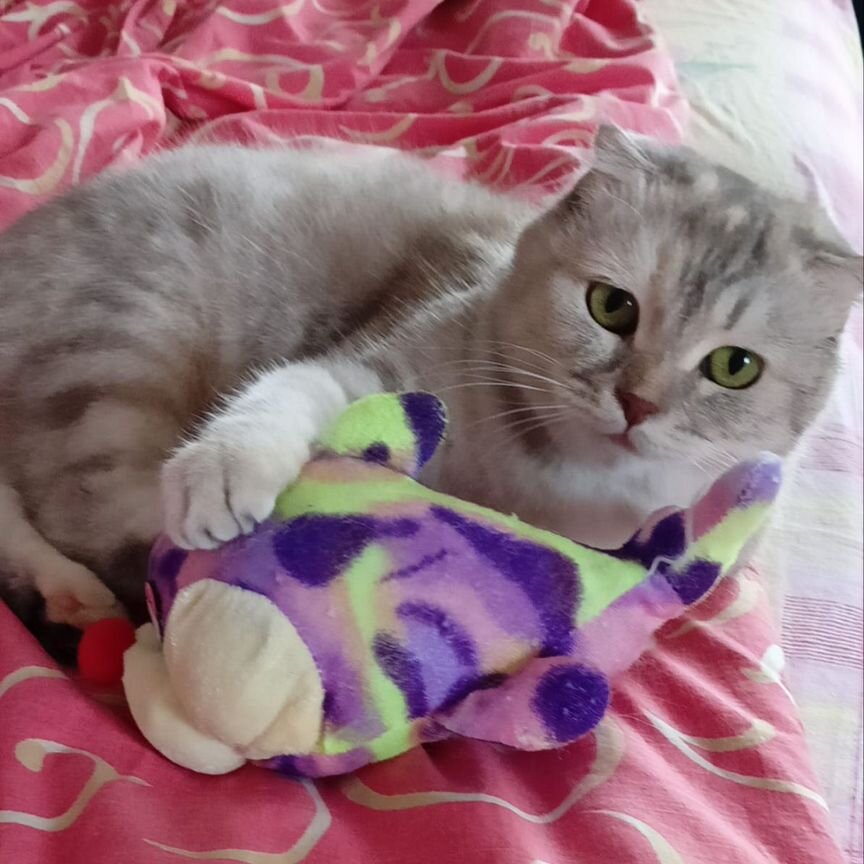 Шотландская вислоухая