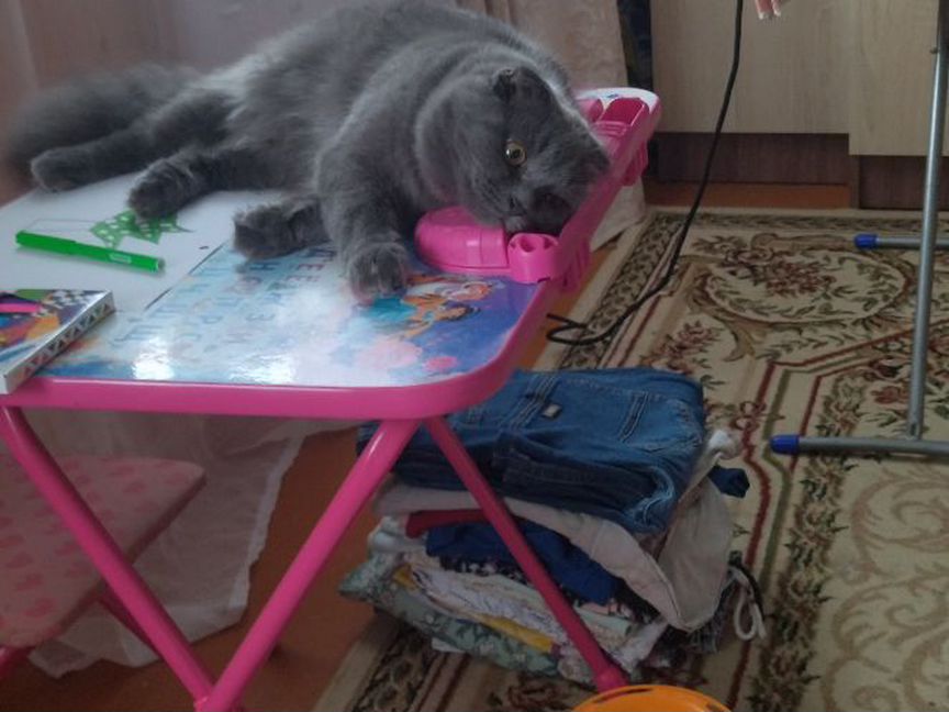 Британка вислоухая кошечка