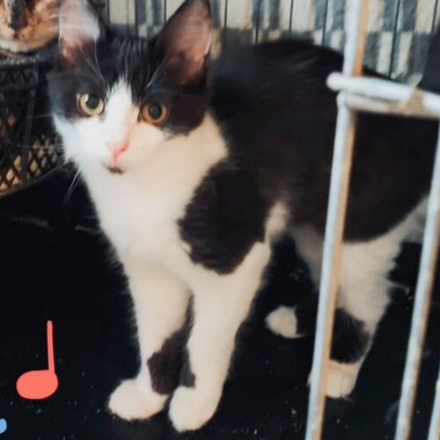 Забавная Маргоша ждет родителей. Котенок