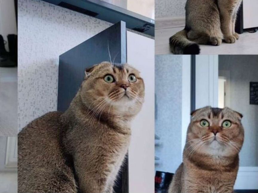 Кошка