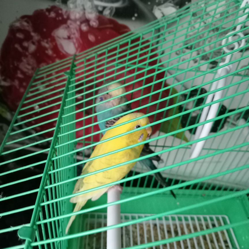 Волнистый попугай