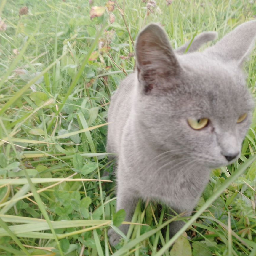 Кот,имя: дикси