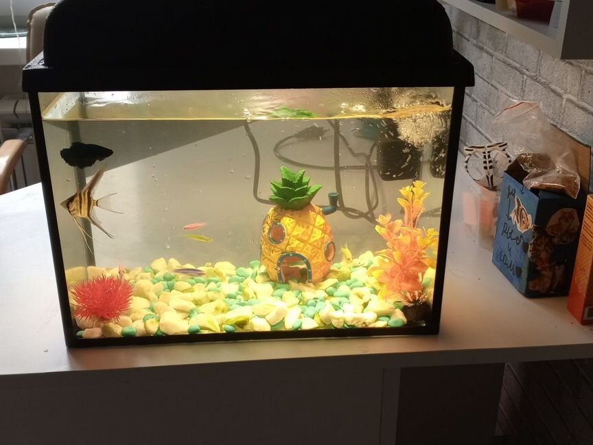 Аквариум с рыбками на 15литров