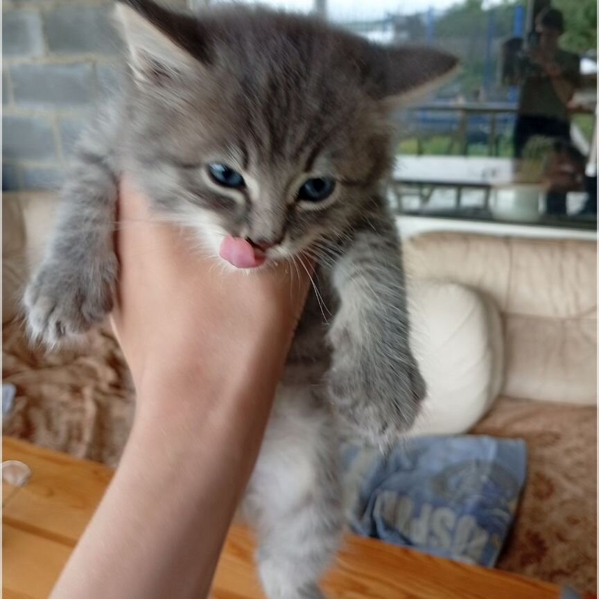 Котёнок в добрые руки