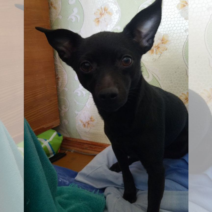 Русский той-терьер, взрослая собака