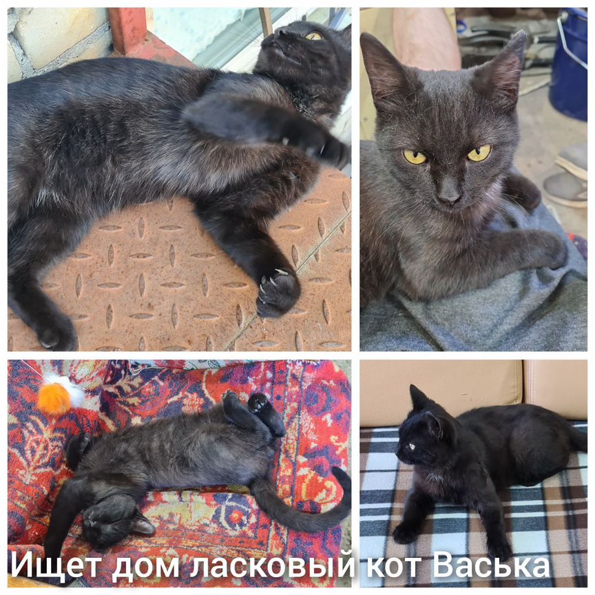 Кот Васька