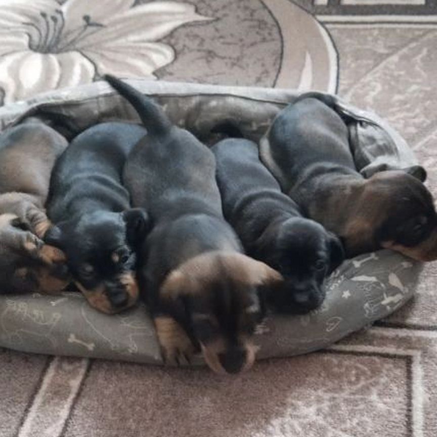 Такса, щенок