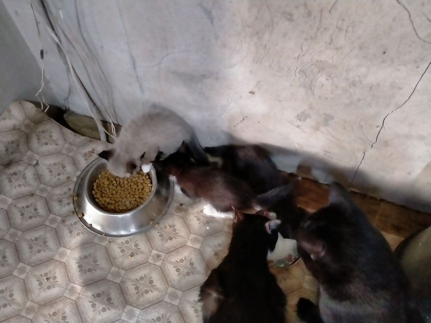 Котики 1,5 месяца в добрые руки