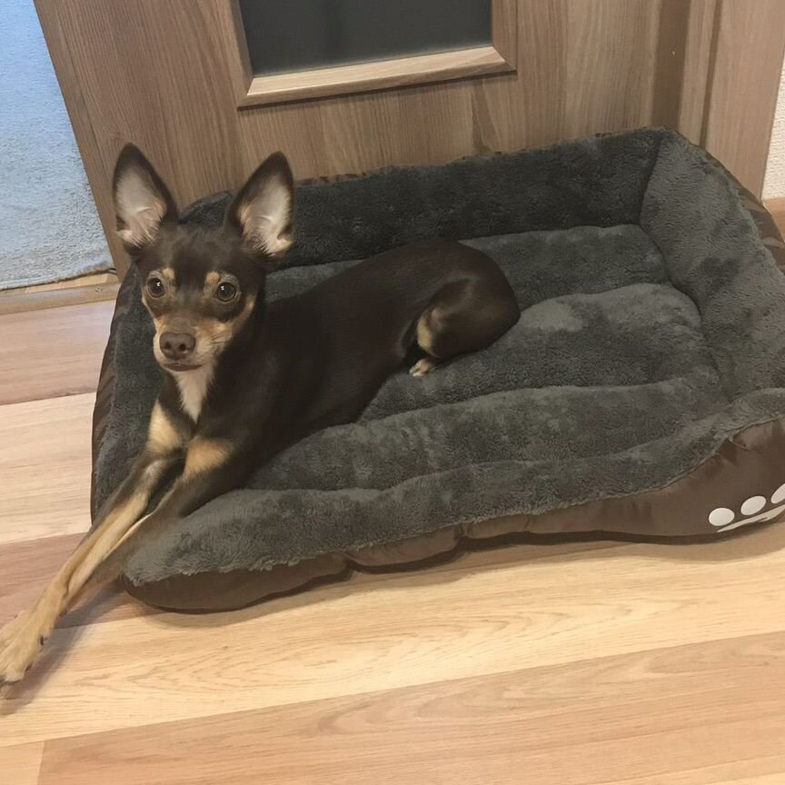 Русский той-терьер, взрослая собака