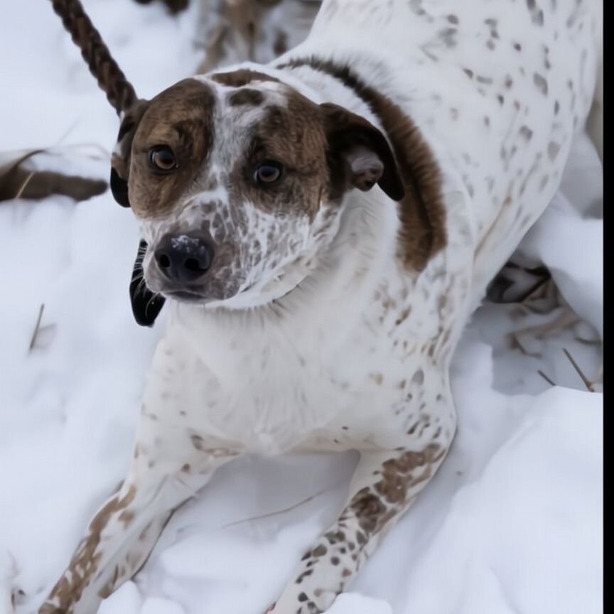 Взрослая собака в добрые руки