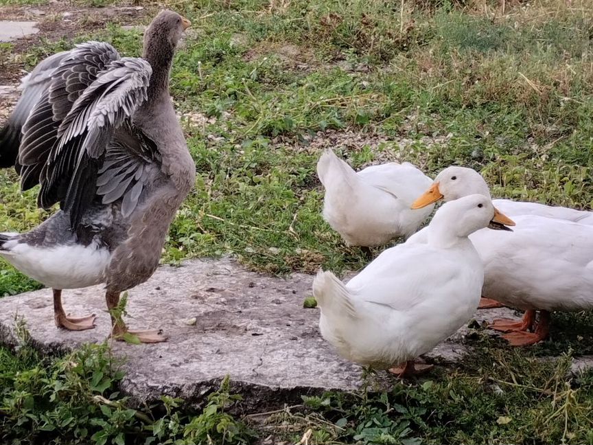 4 утки и один гусь