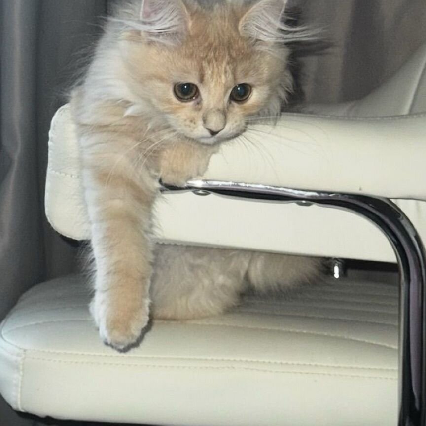 Сибирские котята бесплатно