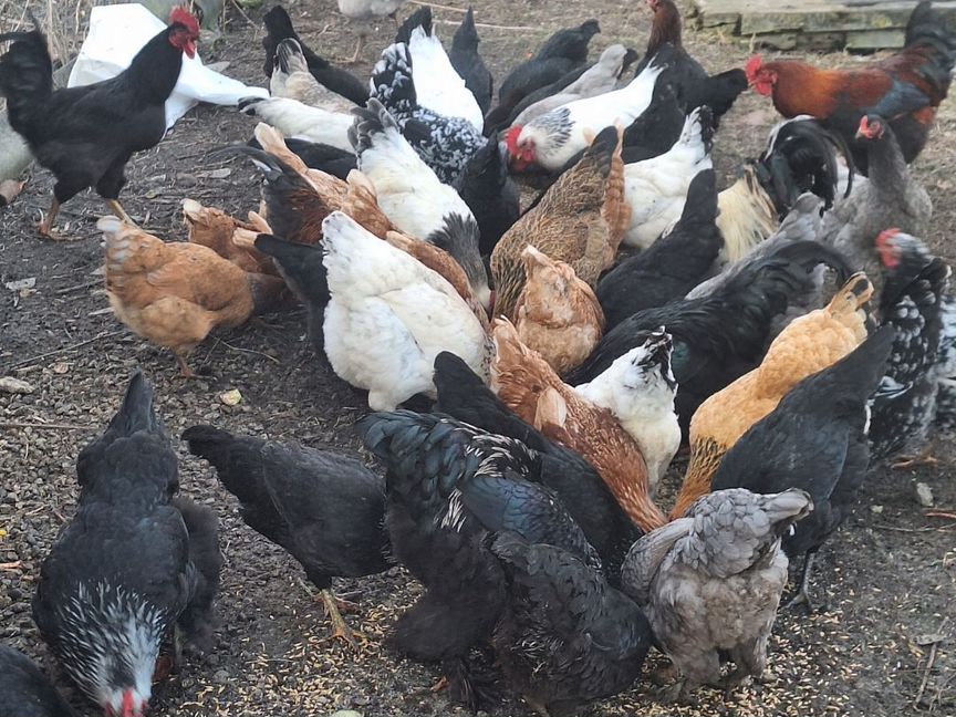 Куры и петухи