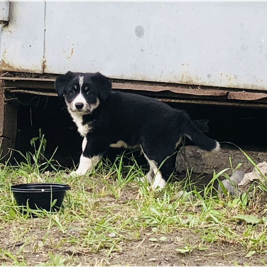 Бездомный щенок, мальчик, красавчик