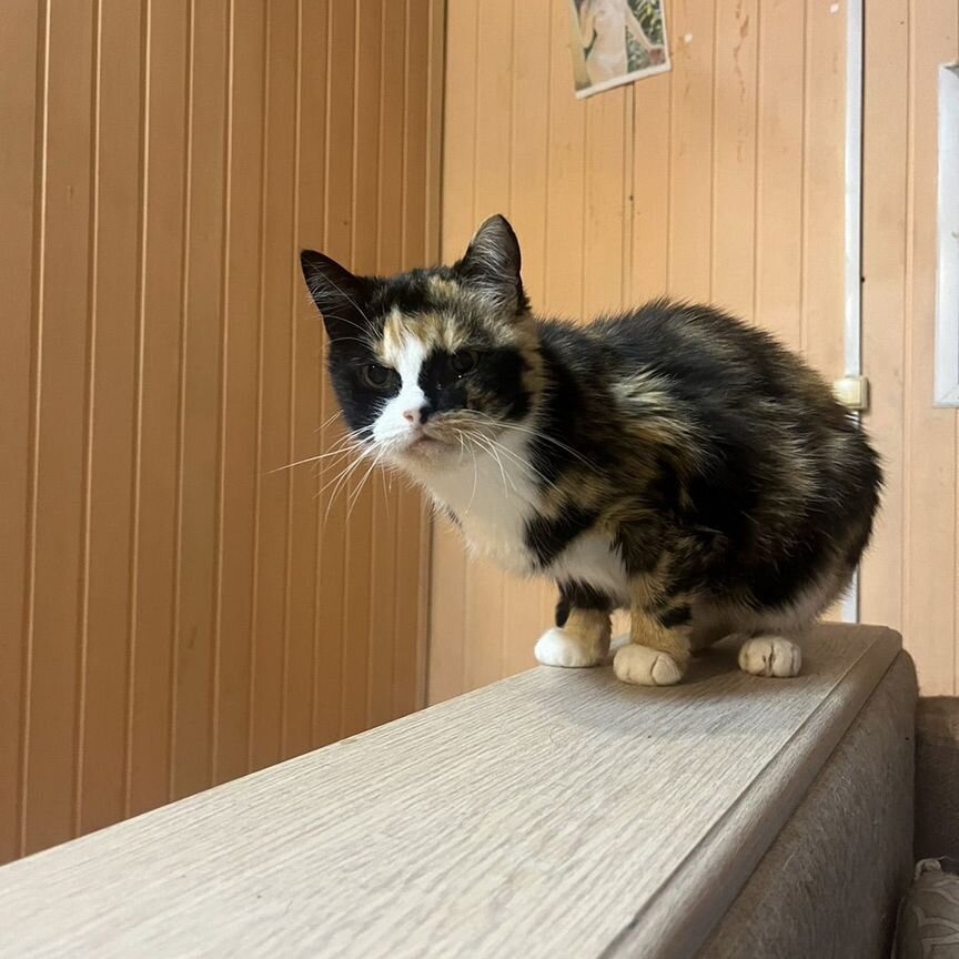 Кошечка хочет домой