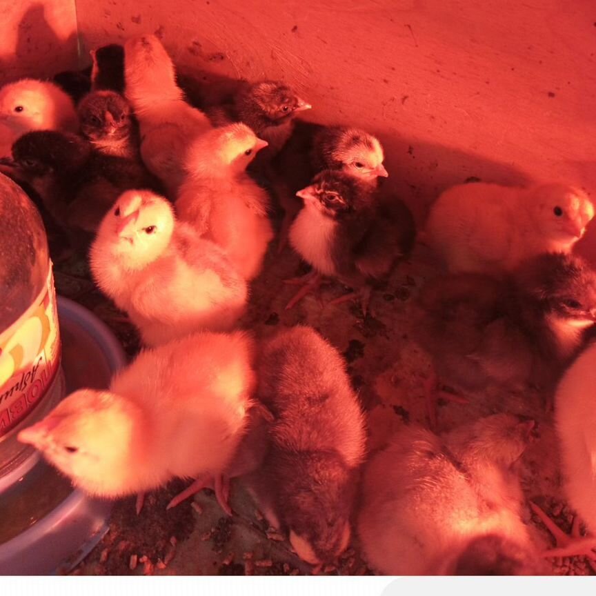 Цыплята суточные несушки