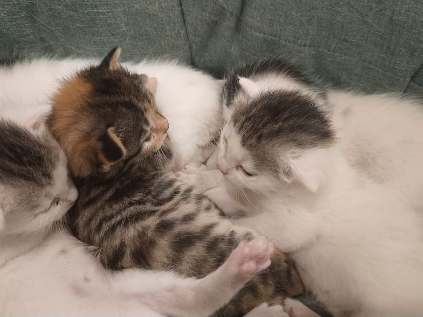 Котята в добрые руки 1 месяц