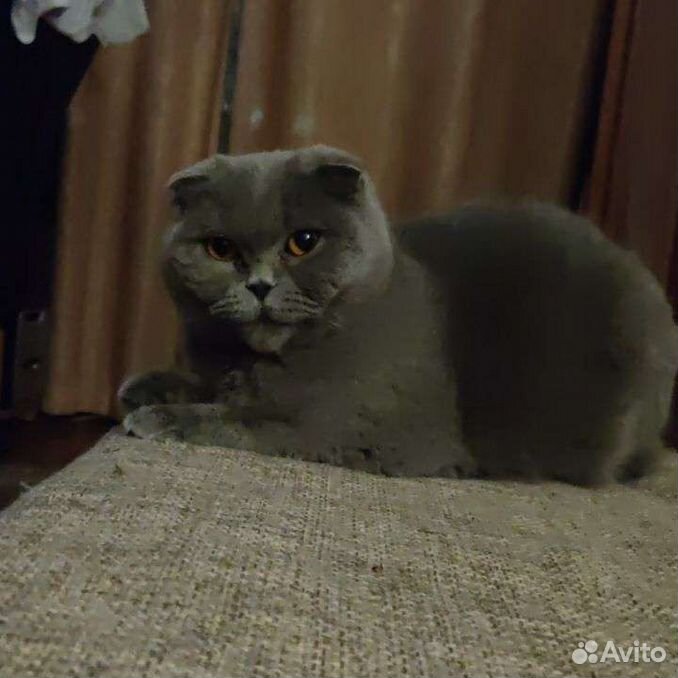 Кошка британка бесплатно