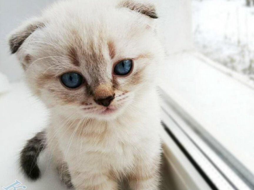 Вислоухая-голубоглазка