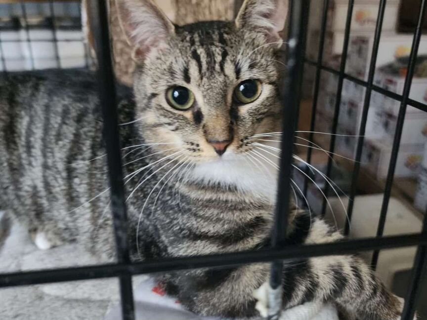 Котик в добрые руки