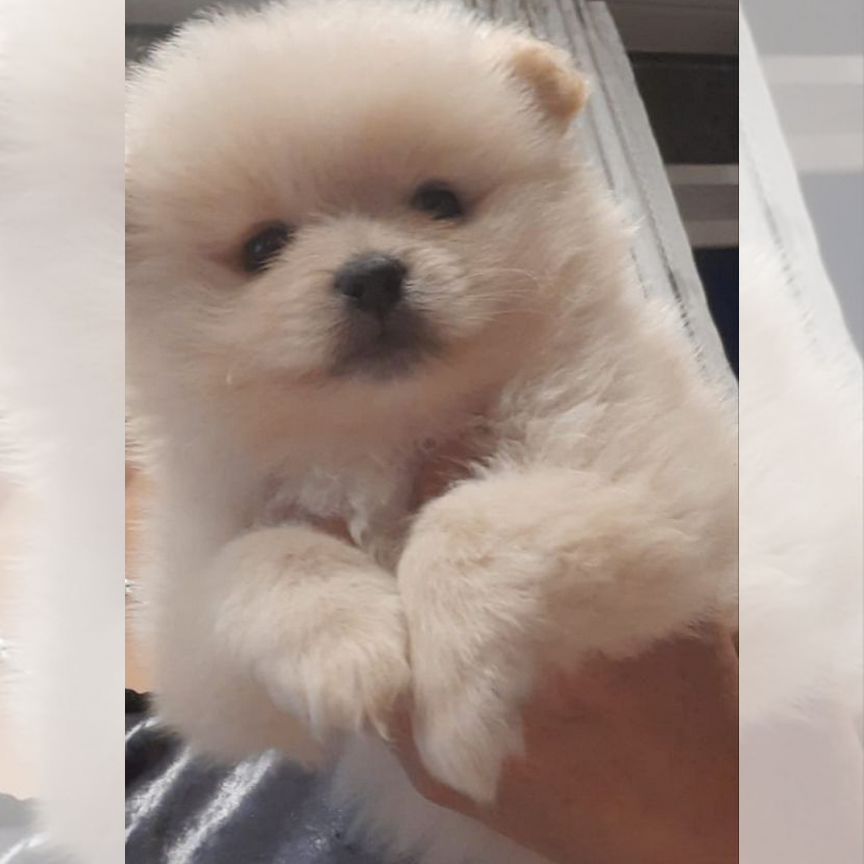 Померанский шпиц, щенок