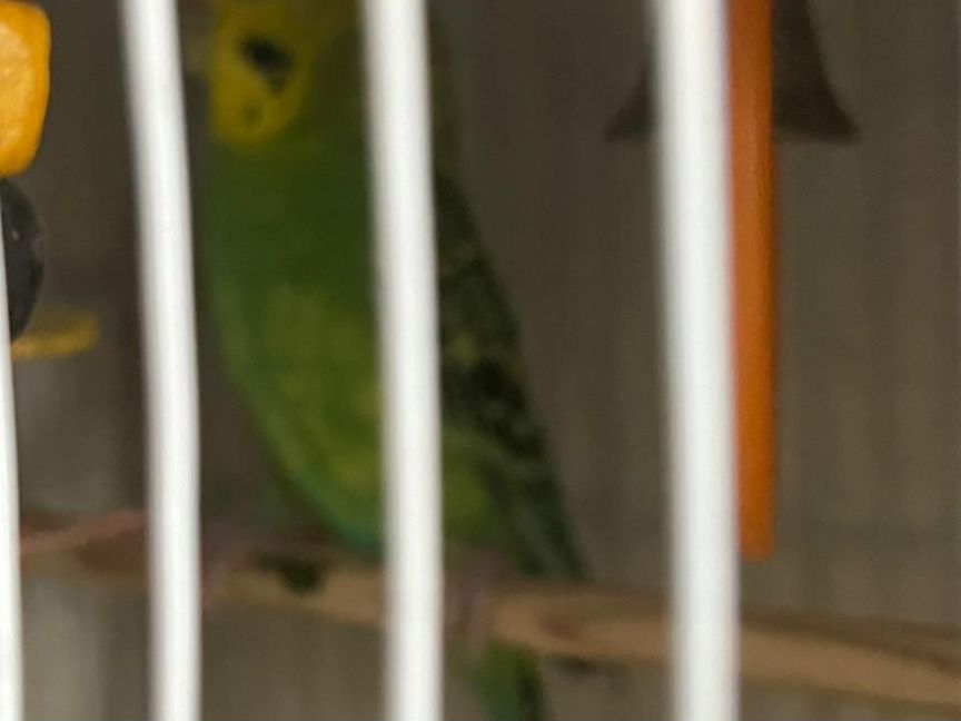 Отдам птичку с клеткой, и ещё корм