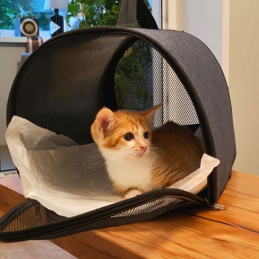 Котенок бесплатно