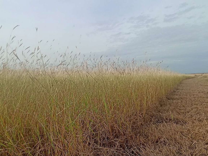 Сено в тюках