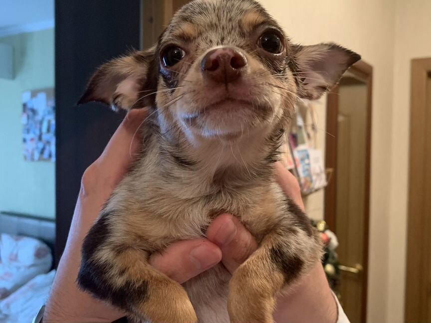 Чихуахуа мальчик